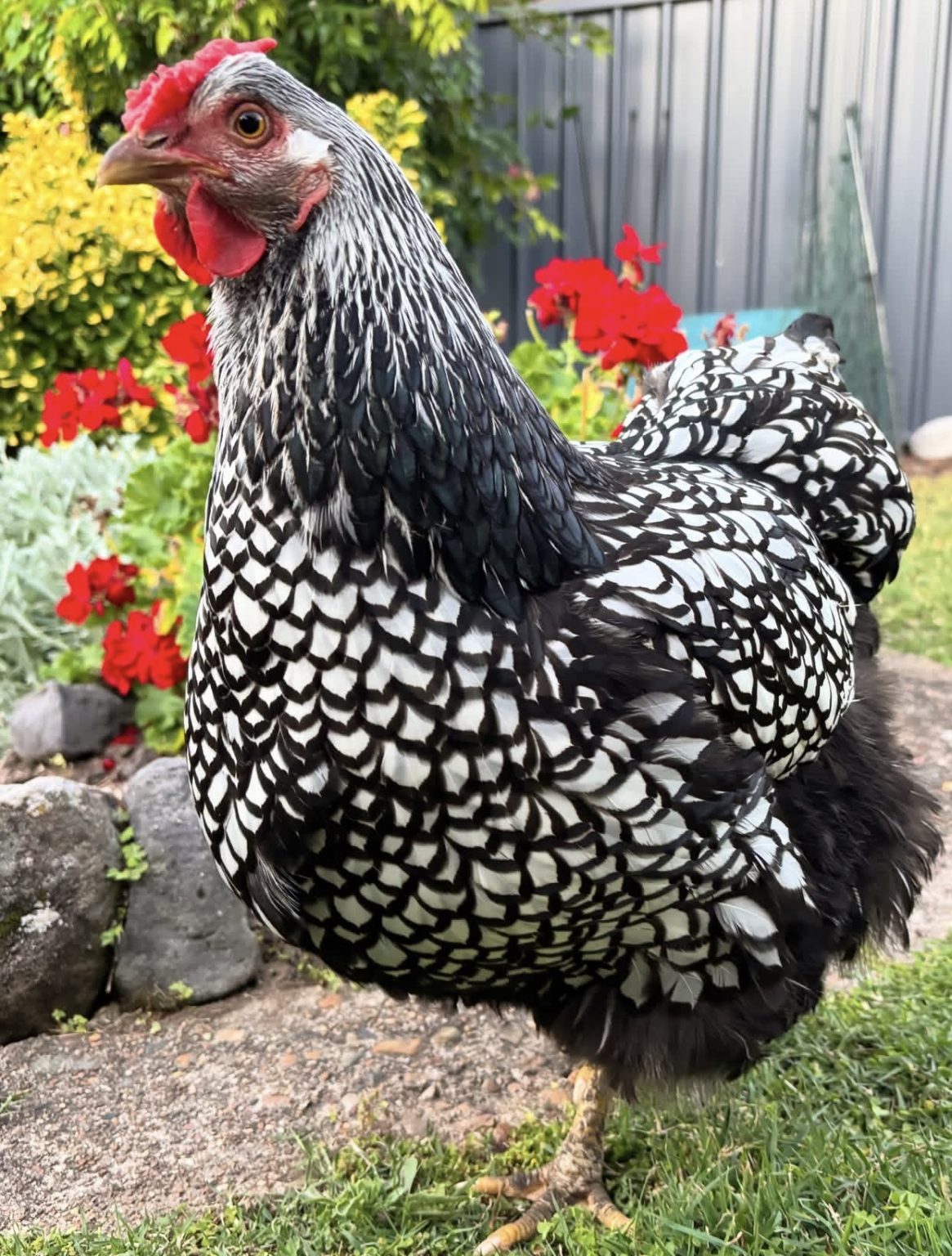 Silver laced Wyandotte – pure feathered poultry